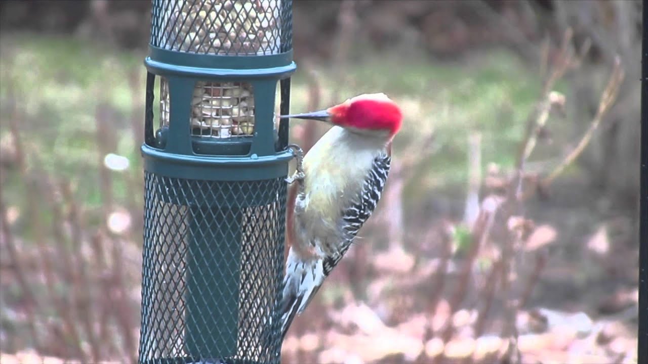 Brome Squirrel Buster Peanut+ with Red-bellied Woodpecker by Hyde Park ...