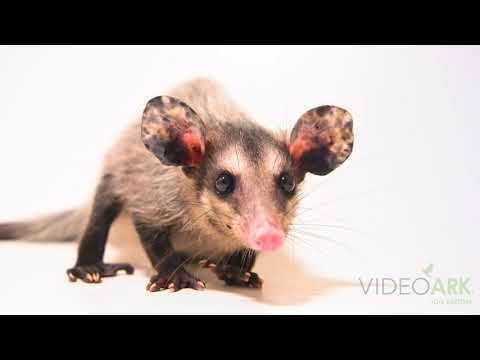 A two month old big-eared opossum (Didelphis aurita) at Membeca Lagos ...