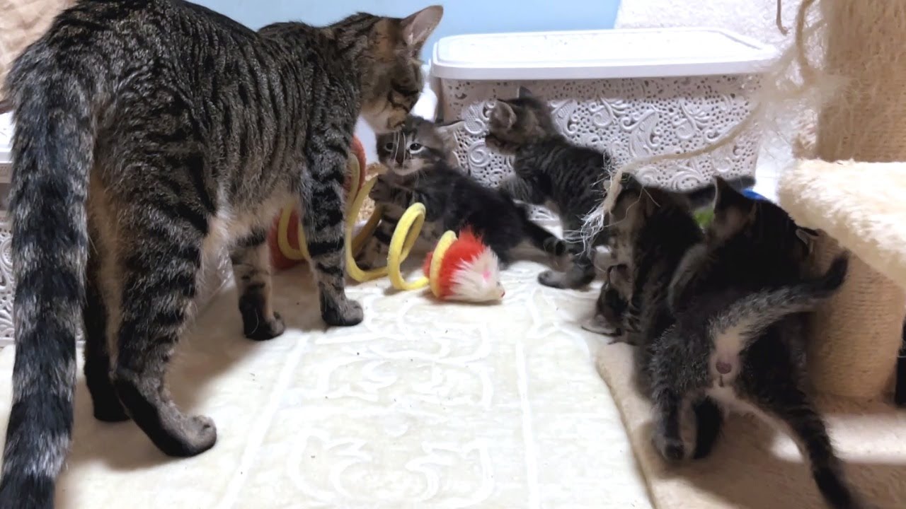 5 kittens in a line following a mother cat who is educating them #93 ...