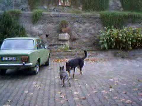 bulut - siberian husky - sibirya kurdu