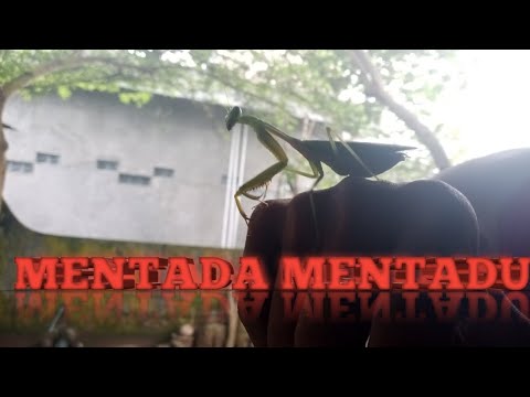 mentada mentadu@tenovvemberno9851 - YouTube