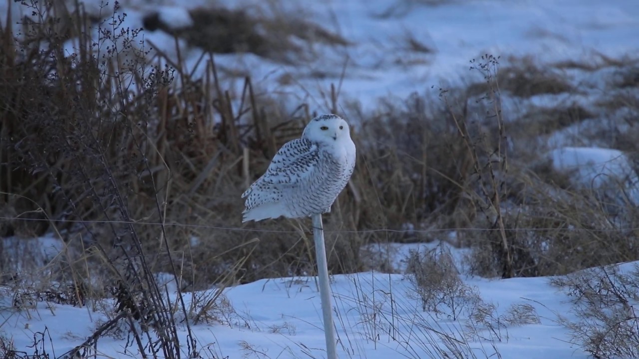 Snowy Owl - Berlin Ohio - YouTube