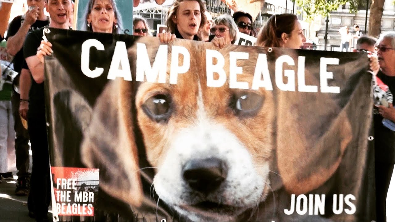 Camp beagle and the truth behind the beagle-testing industry - YouTube