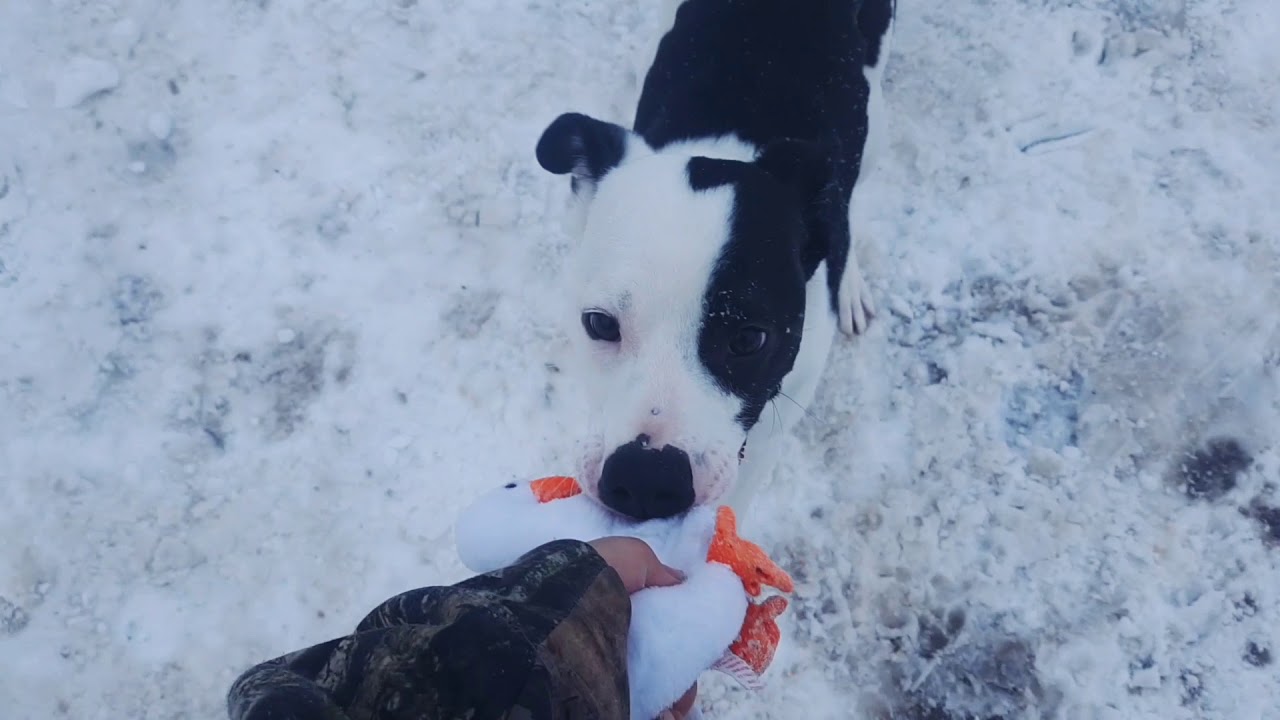Oreo in the snow - YouTube