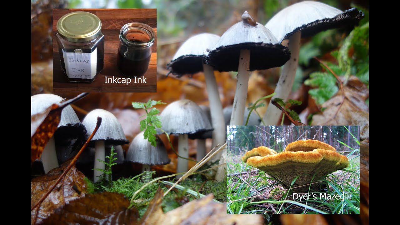 Dyeing with a Mushroom and Making Fungi Ink - YouTube