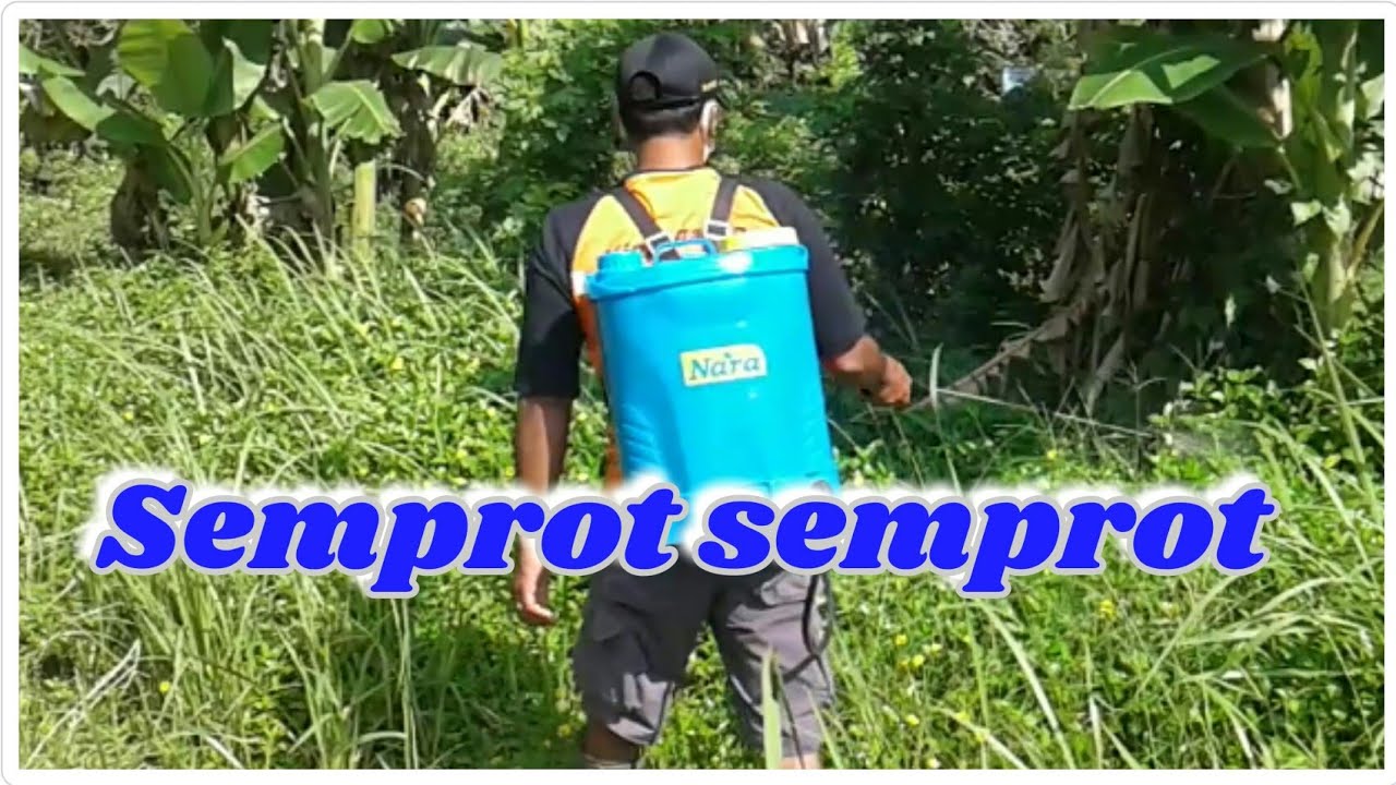 Cara semprot rumput || roundap pembasmi rumput || alat semprot elektrik ...