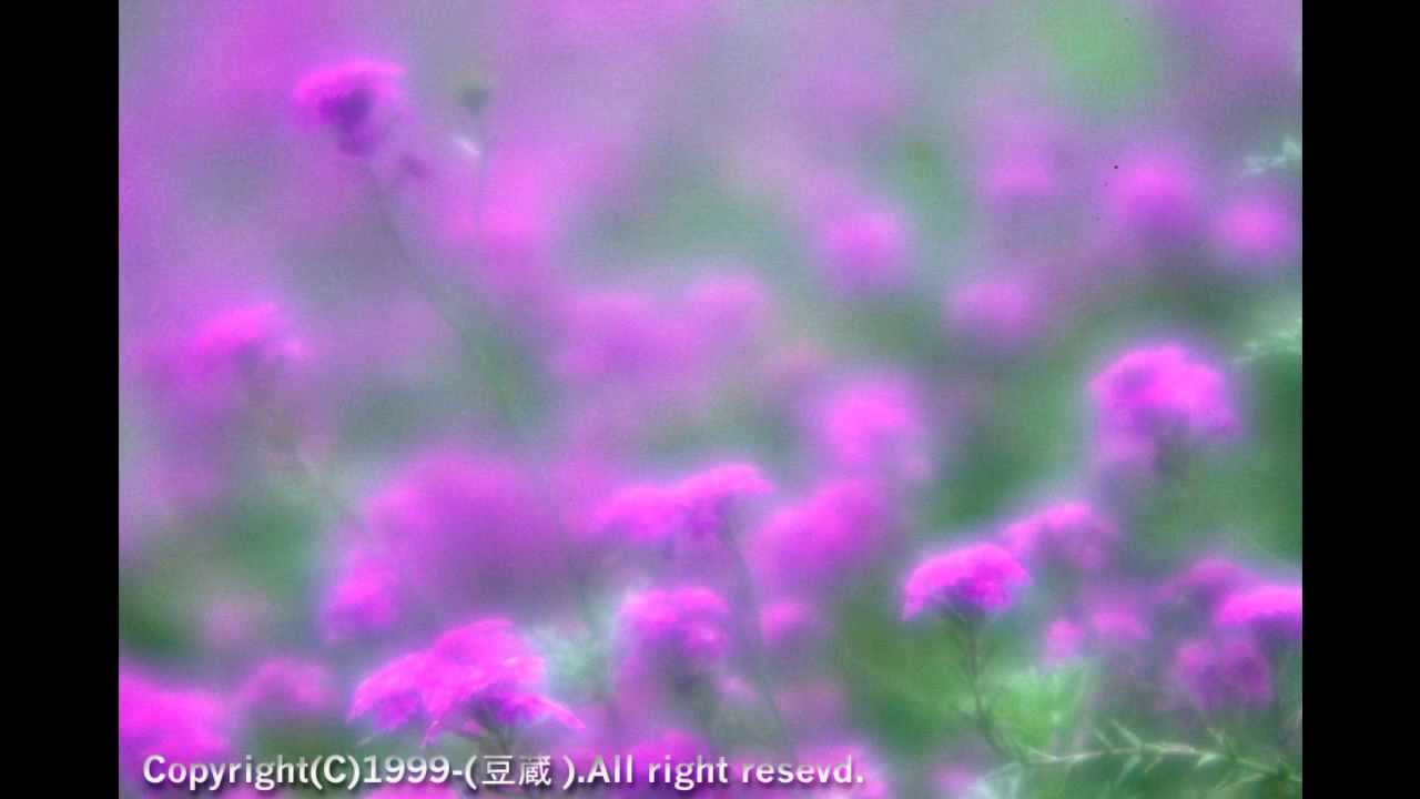 Soft Focus Lens Photo Gallery - YouTube