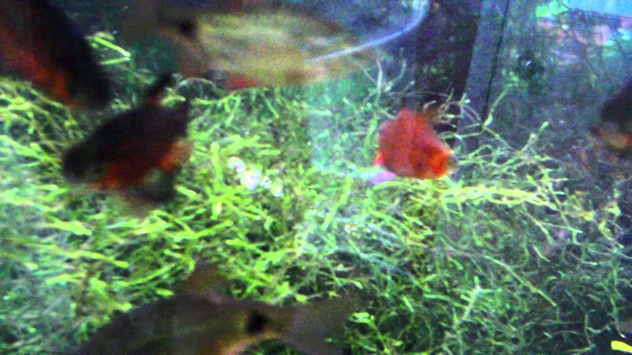 Rosy Barbs and Leopard Cories - YouTube