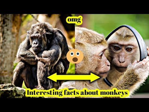 monkeys are doing humans work |facts about monkey - YouTube