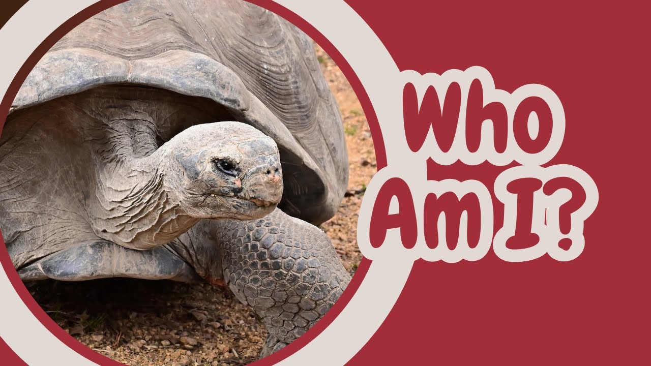 Who Am I? (The Turtle Song) - YouTube