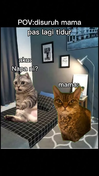 padahal lagi enak tidur🗿 || Cat Memes#catmemes#fypシ゚ #shortsvideo - YouTube