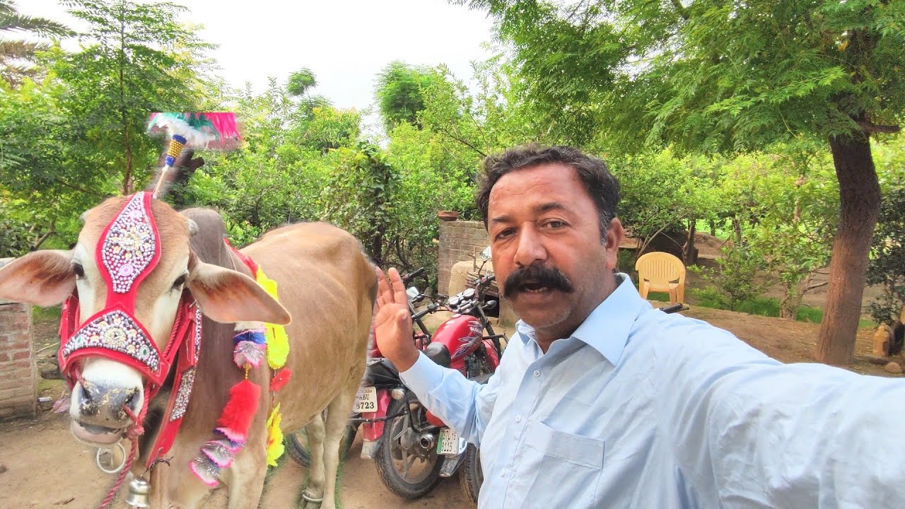 Bail Ko Zaba Kar Diya | Rana Shoukat Ali | Mini Zoo | Birds Tip And ...