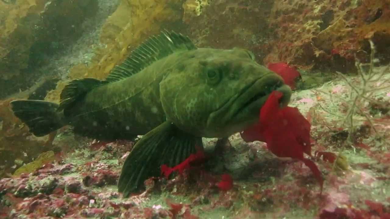 Big Lingcod at Hornby Island - YouTube