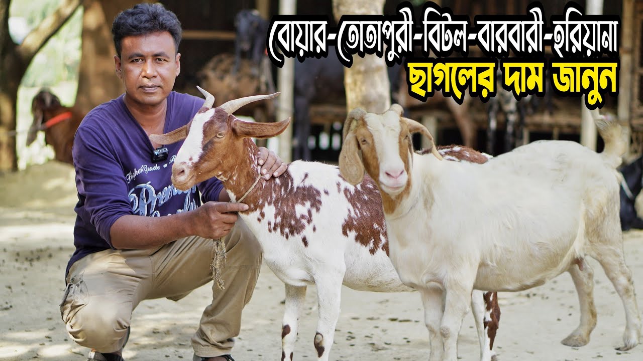 বোয়ার ছাগল।Boer Goat।তোতাপুরী।হরিয়ানা।বিটল।বারবারী।হরিয়ানা ছাগল ...