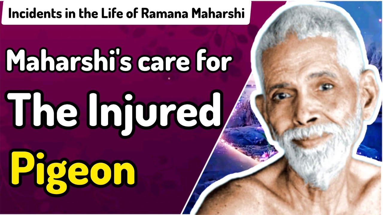 Maharshi's Care for the Injured Pigeon || Ramana Maharshi Love for Animals - YouTube