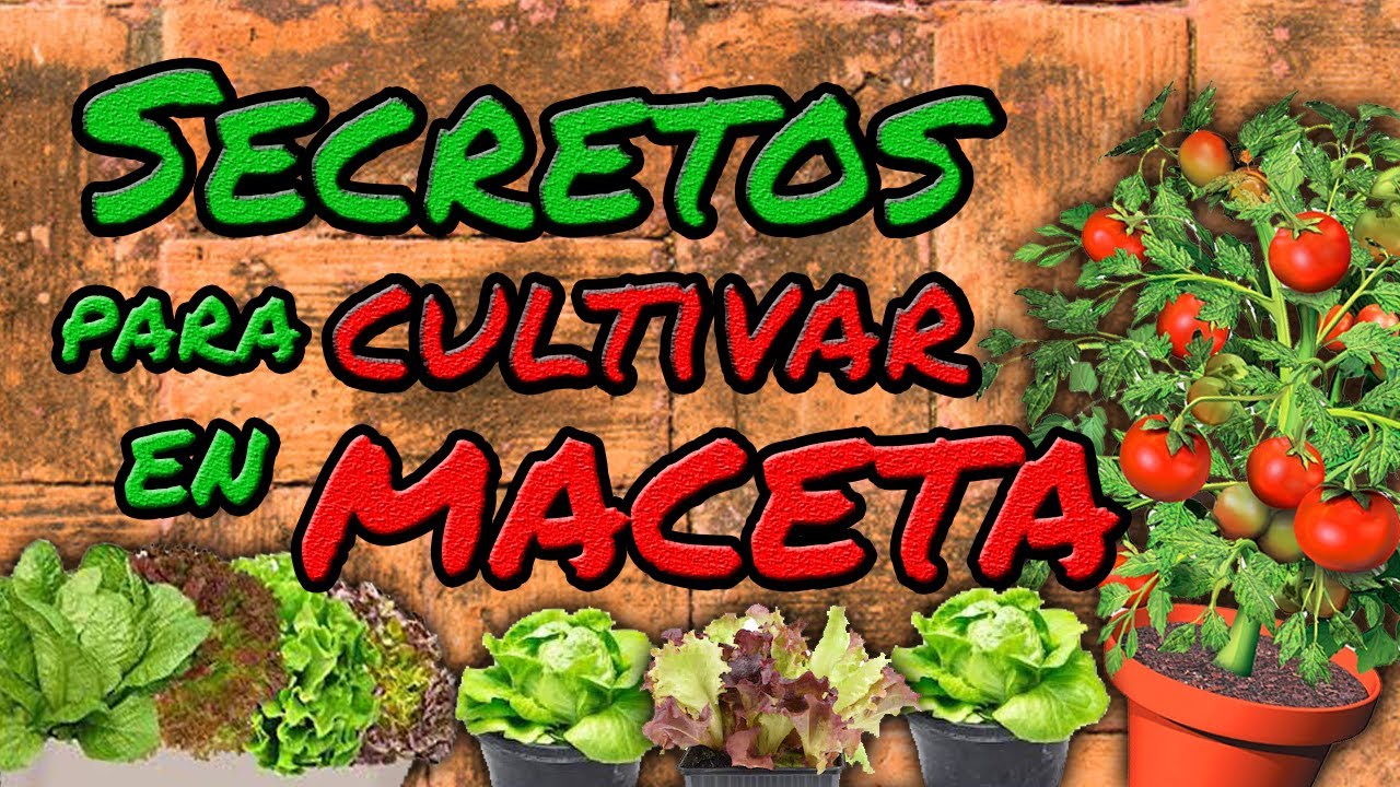 Cómo CULTIVAR en MACETAS 🎍 Sembrar en Casa Paso a Paso | Huerto Urbano ...