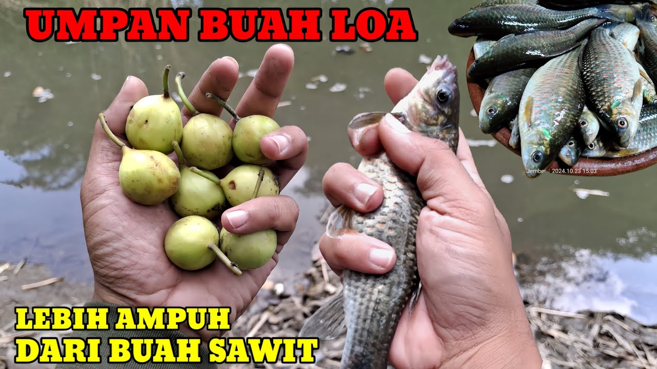 UMPAN BUAH LOA BIKIN BETAH MANCING‼️SAMPAI LUPA PULANG LEBIH AMPUH DARI ...