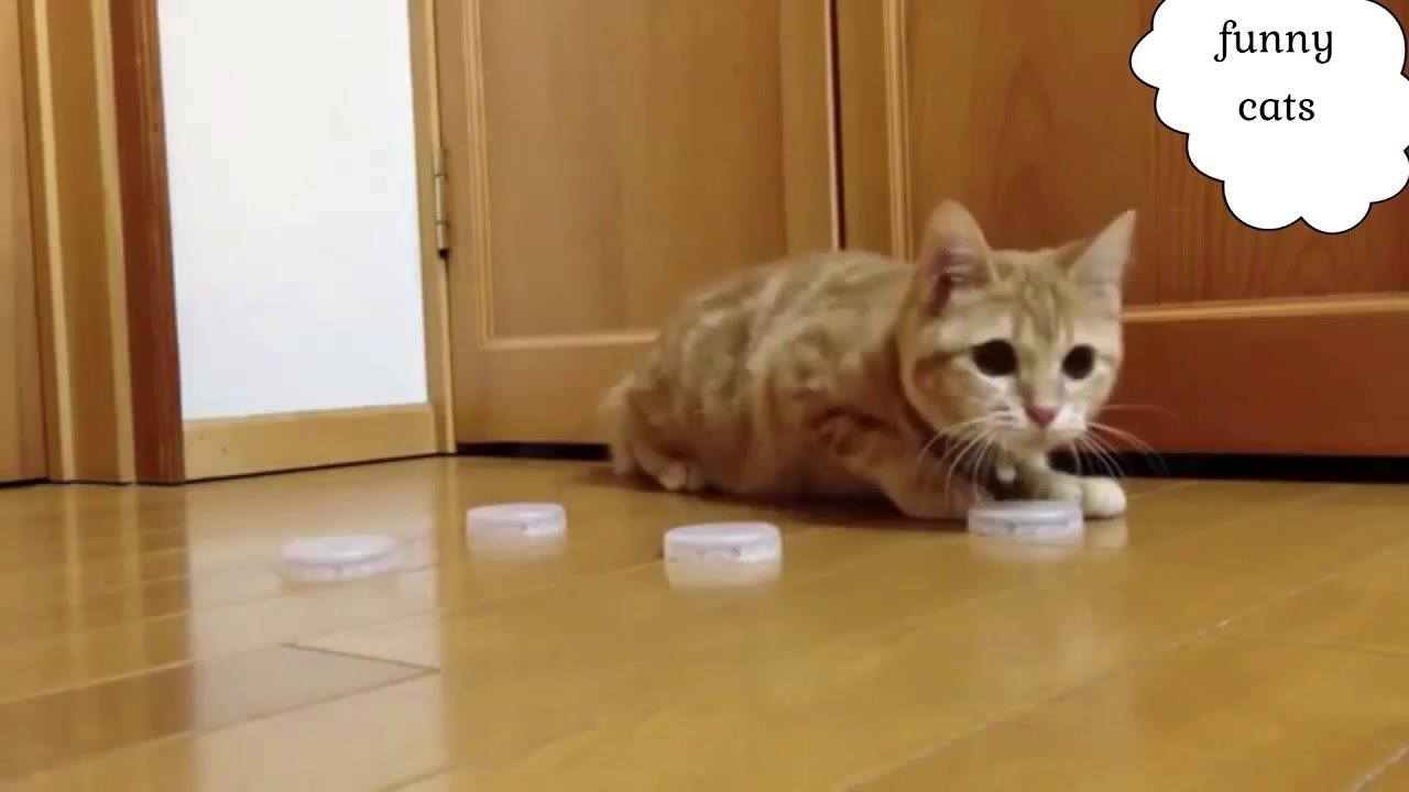 Compilation of little cats funny videos - LOL - Cute little cats 02 ...