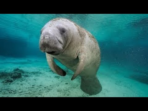 The Real Mermaids of The Sea: Manatees Documentary - The Best Documentary Ever