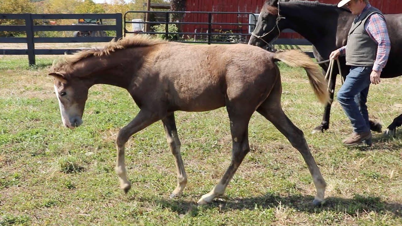 Tennessee Walking Horse | Grey Colt | Out of Miss San Diego (Dam) and ...