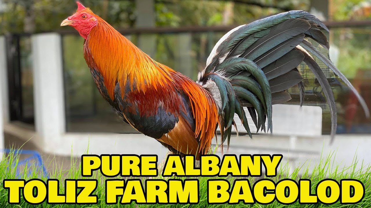 Pure Albany TOLIZ FARM BACOLOD | Tony Lizares - YouTube
