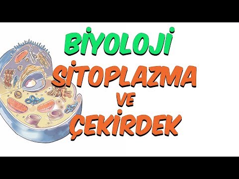 9.Sınıf Biyoloji | Sitoplazma ve Çekirdek