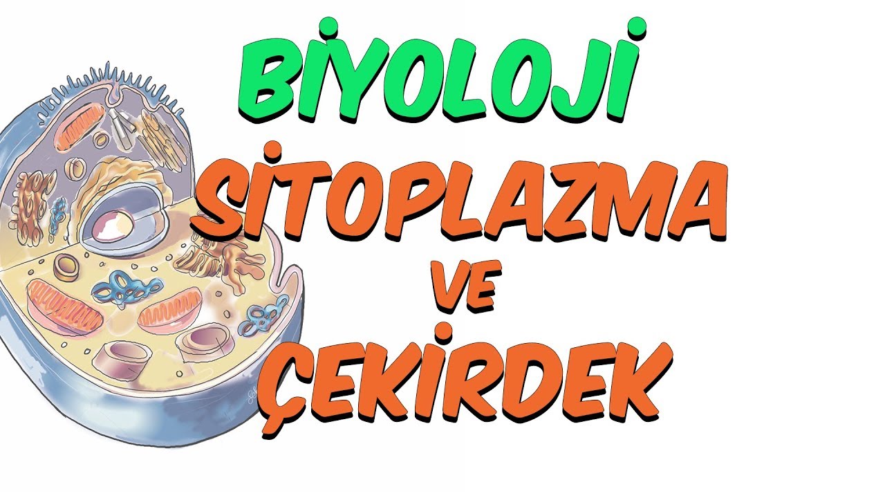 9.Sınıf Biyoloji | Sitoplazma ve Çekirdek - YouTube