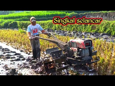 Singkal selancar - YouTube