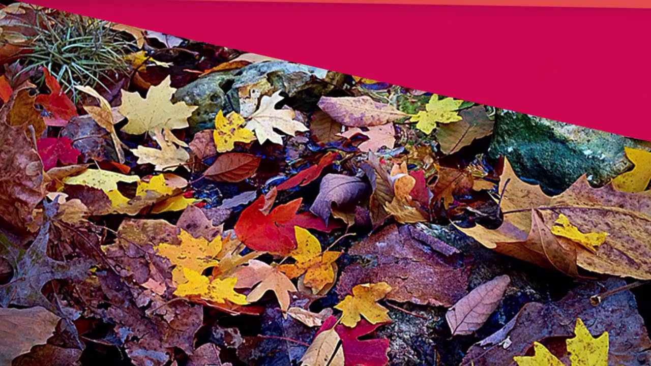 When is the best time to see the Fall Colors - YouTube