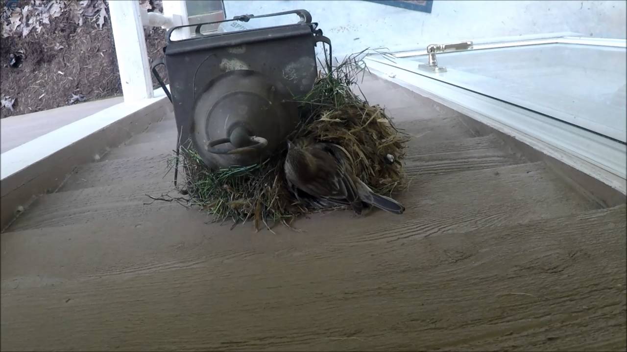 Mama bird defending her nest - GoPro 4 Silver footage - YouTube