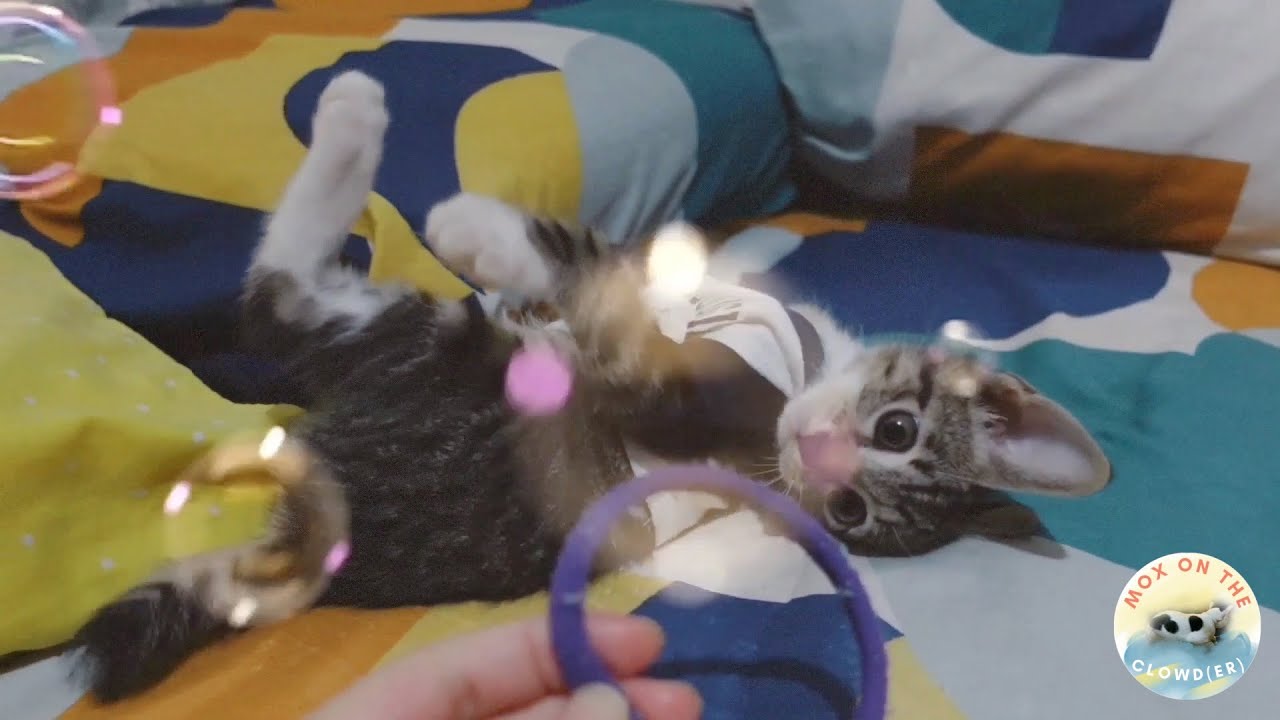 [Newbie] Thomas Bronson 🐈 - YouTube