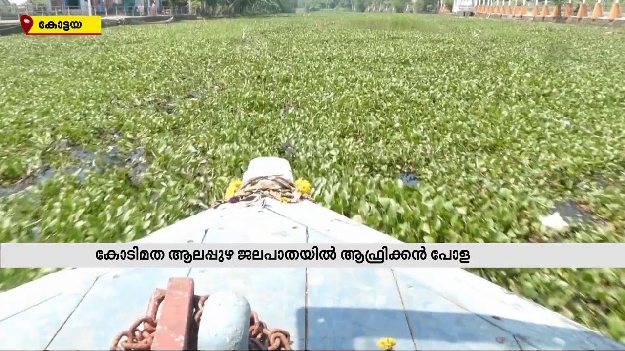 ആഫ്രിക്കൻ പോള ആ‌ള് ചില്ലറയല്ല; കോടിമത ആലപ്പുഴ ജലപാതയിൽ ഗതാഗത തടസം ...