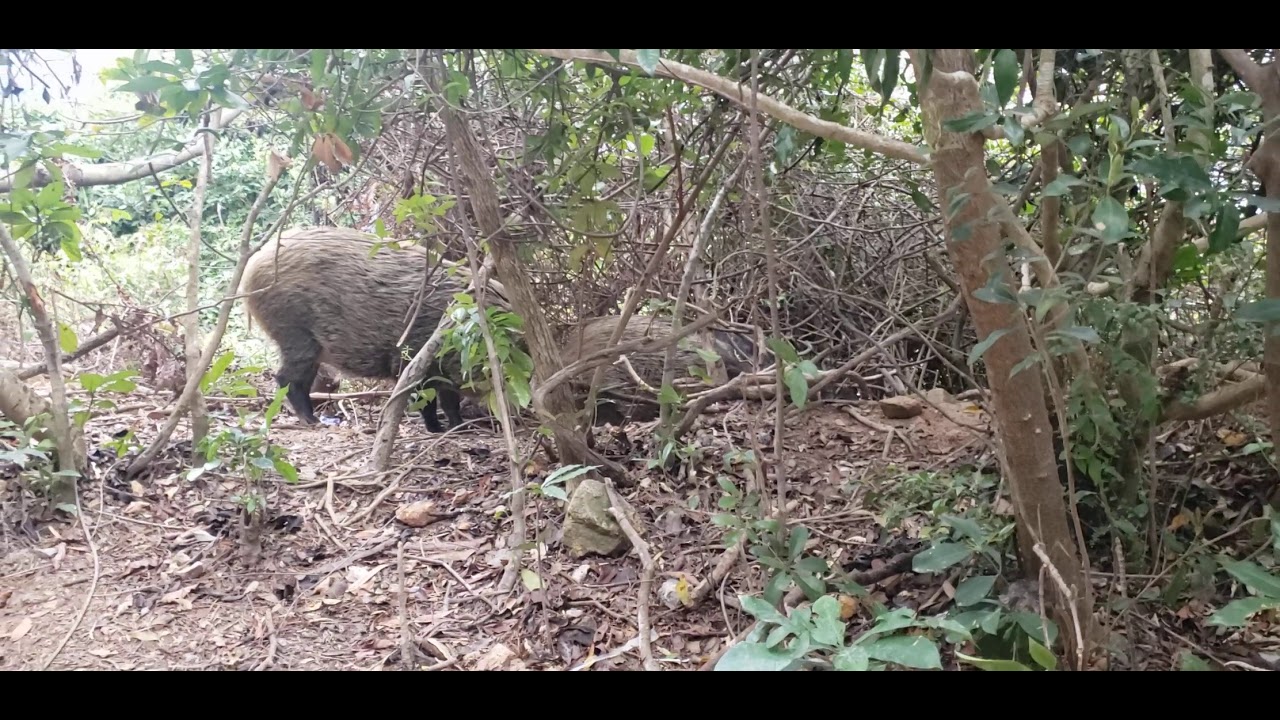 Wild Pig | Baboy Ramo| - YouTube