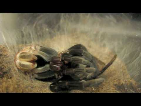 Tarantula Molting---Must watch! - YouTube