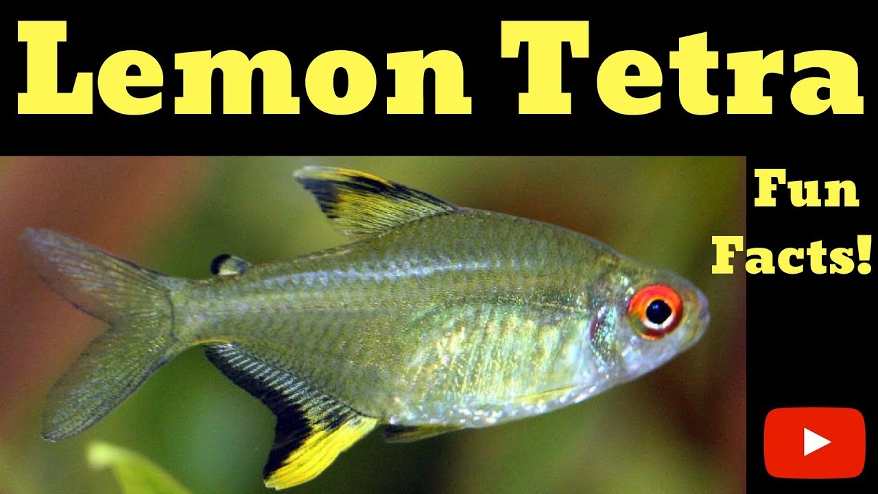 Lemon Tetra