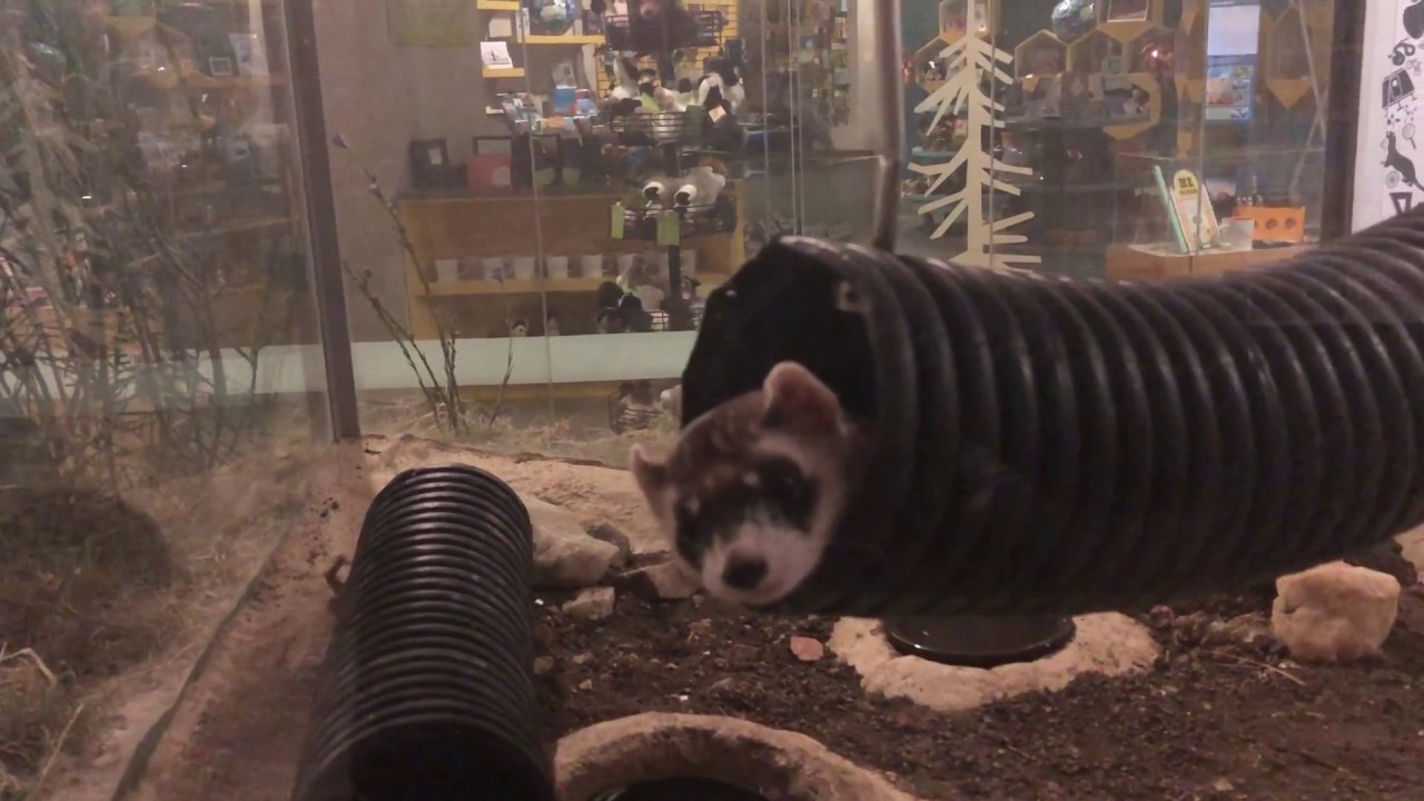 Black-footed ferret just waking up with a huge yawn and stretch. Watch ...