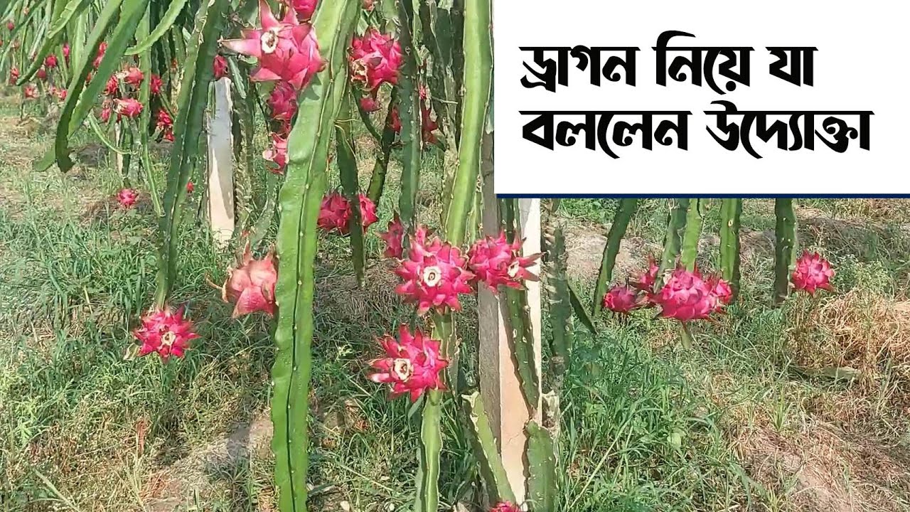 Get Ready To Dive Into The World Of Dragon Farming! (2024) - YouTube