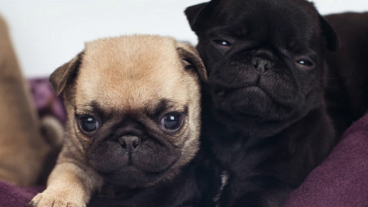 Fred’s Ruff Day Breakout - YouTube