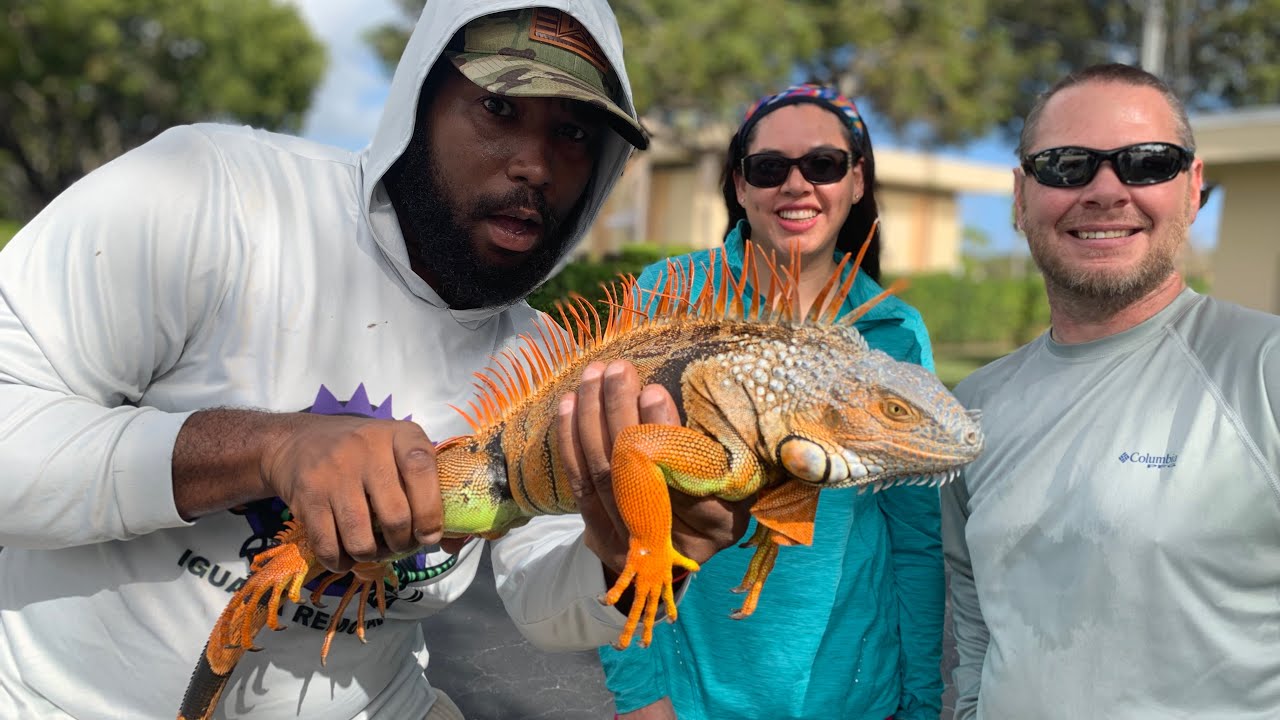 Weeding out Big iguanas With Catch Pole! Florida iguana Hunters! - YouTube