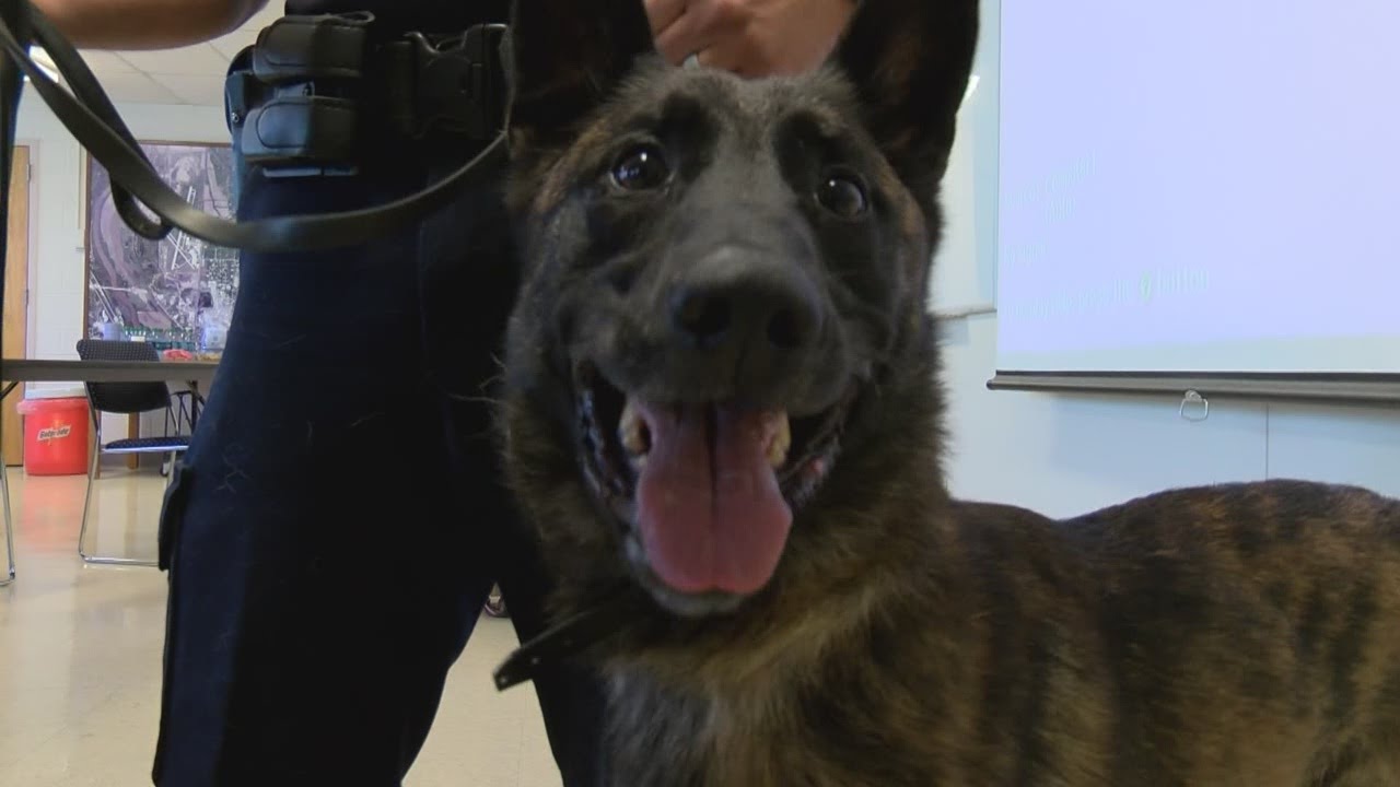 Purdue University Police Department welcomes new K-9 - YouTube