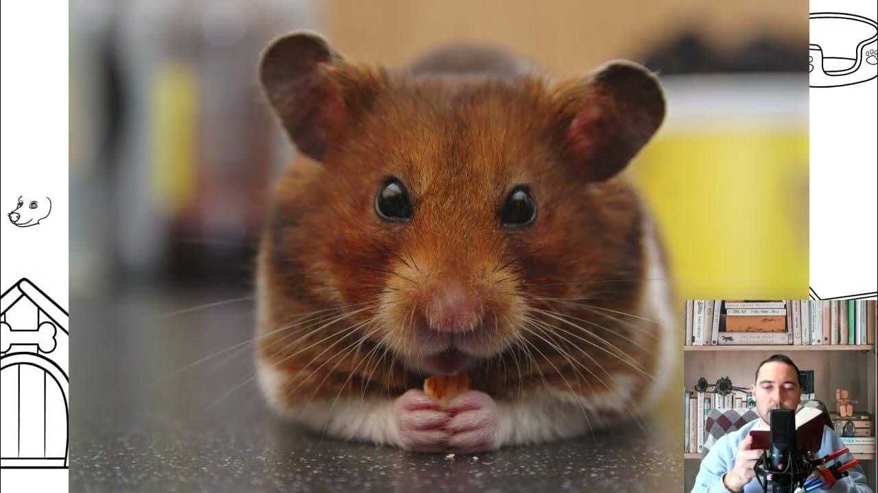Syrian hamster. Pros and Cons, Price, How to choose, Facts, Care ...