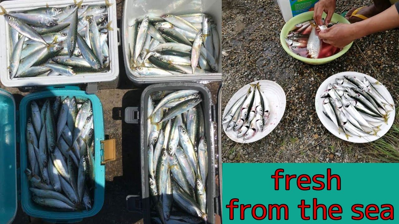 o12 | Saba fishing part 3 | Japan - YouTube