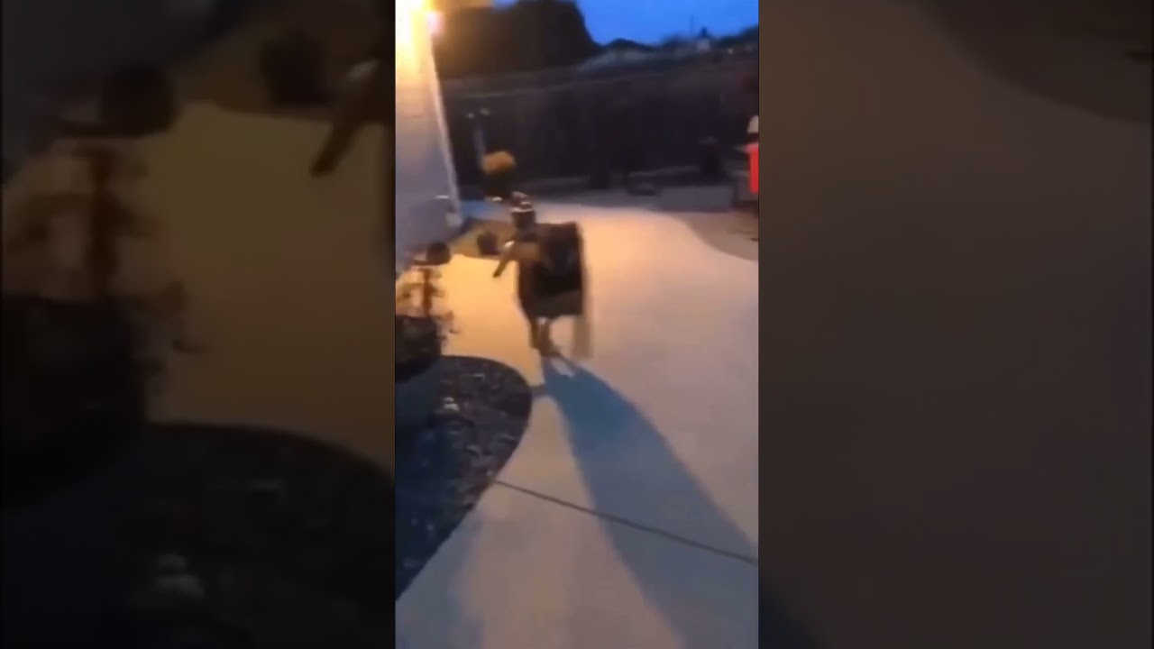 dog goes GORP but not really - YouTube