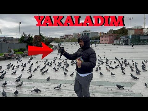 Yabani Güvercinler Arasında Kaçak Avı ( Amca Dönek Yakaladım )