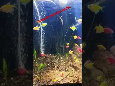 colourful widow fish - YouTube