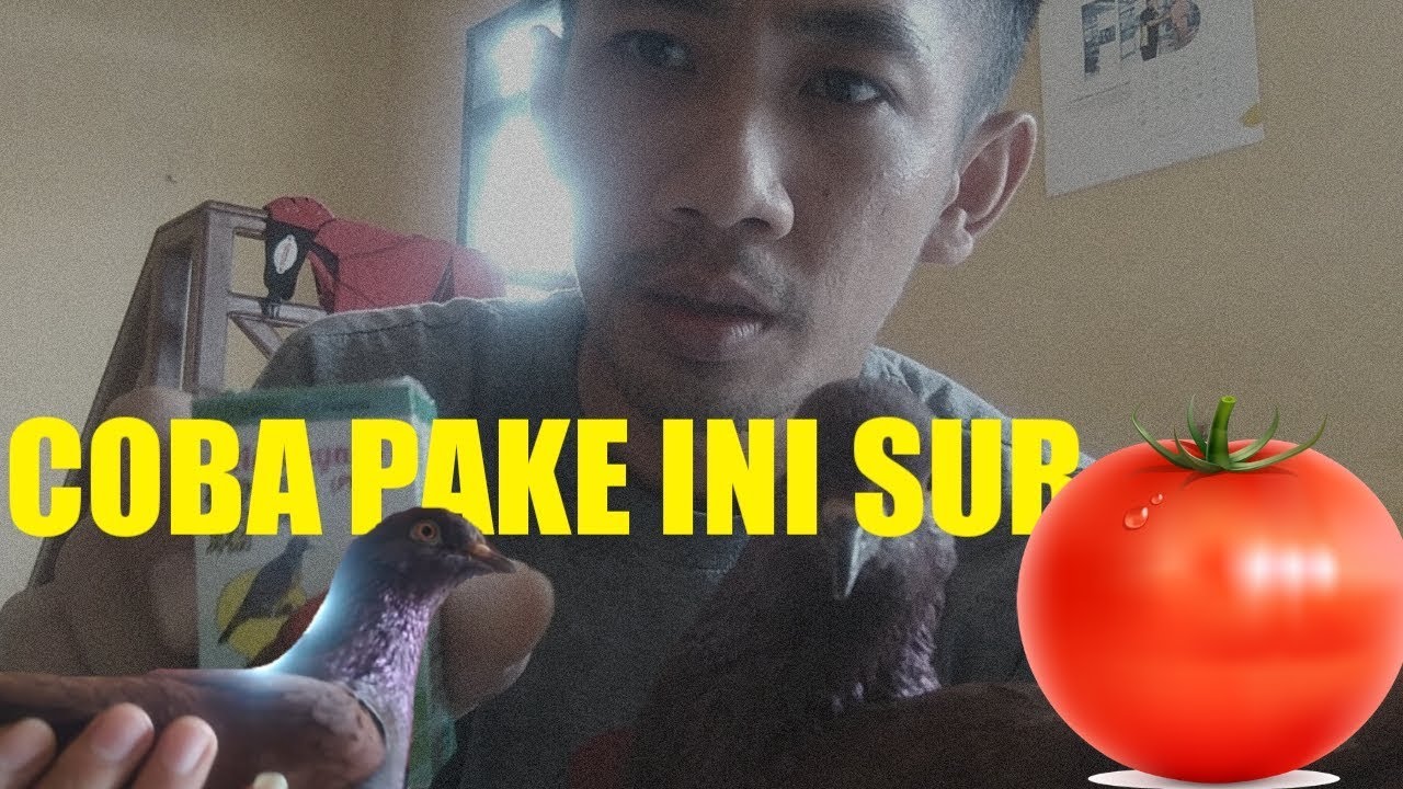MENGOBATI MERPATI TEMBOLOK YANG BENGKAK DENGAN BAHAN DAPUR SUR - YouTube