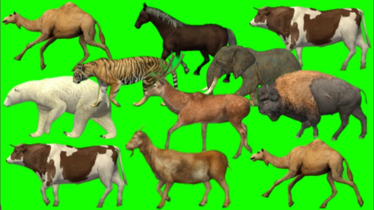 Animals stampede green screen | Zoo animals green screen | Green screen ...