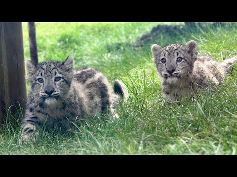 Snow leopard cubs - first time outside at Asian Highlands July 2018