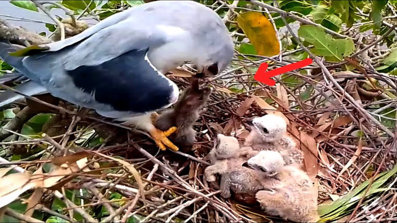 Black-winged kite Birds try to bite a mouse to end a child - YouTube