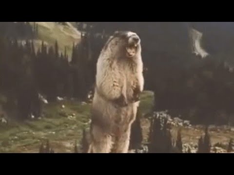 Screaming Marmot in different speed! - YouTube
